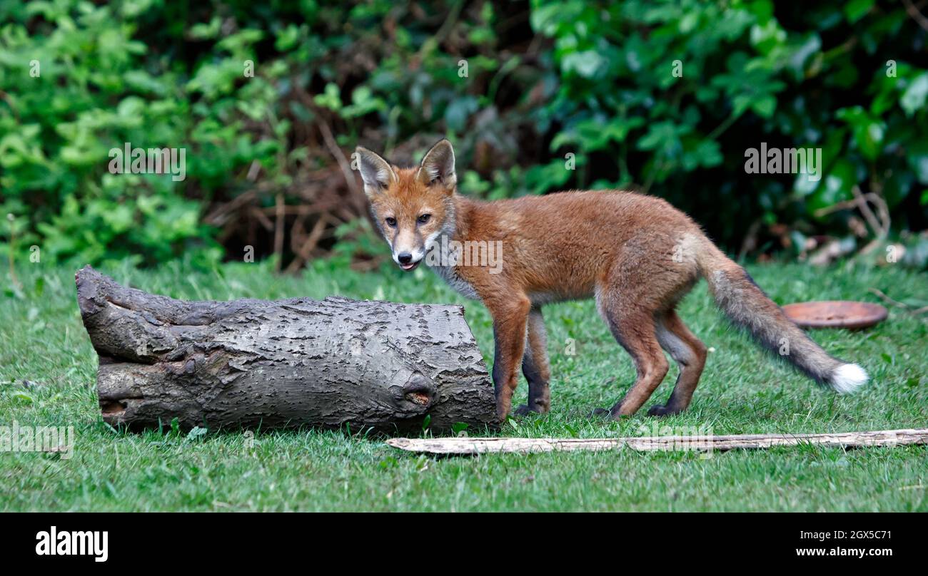 Suburban fox hi-res stock photography and images - Alamy