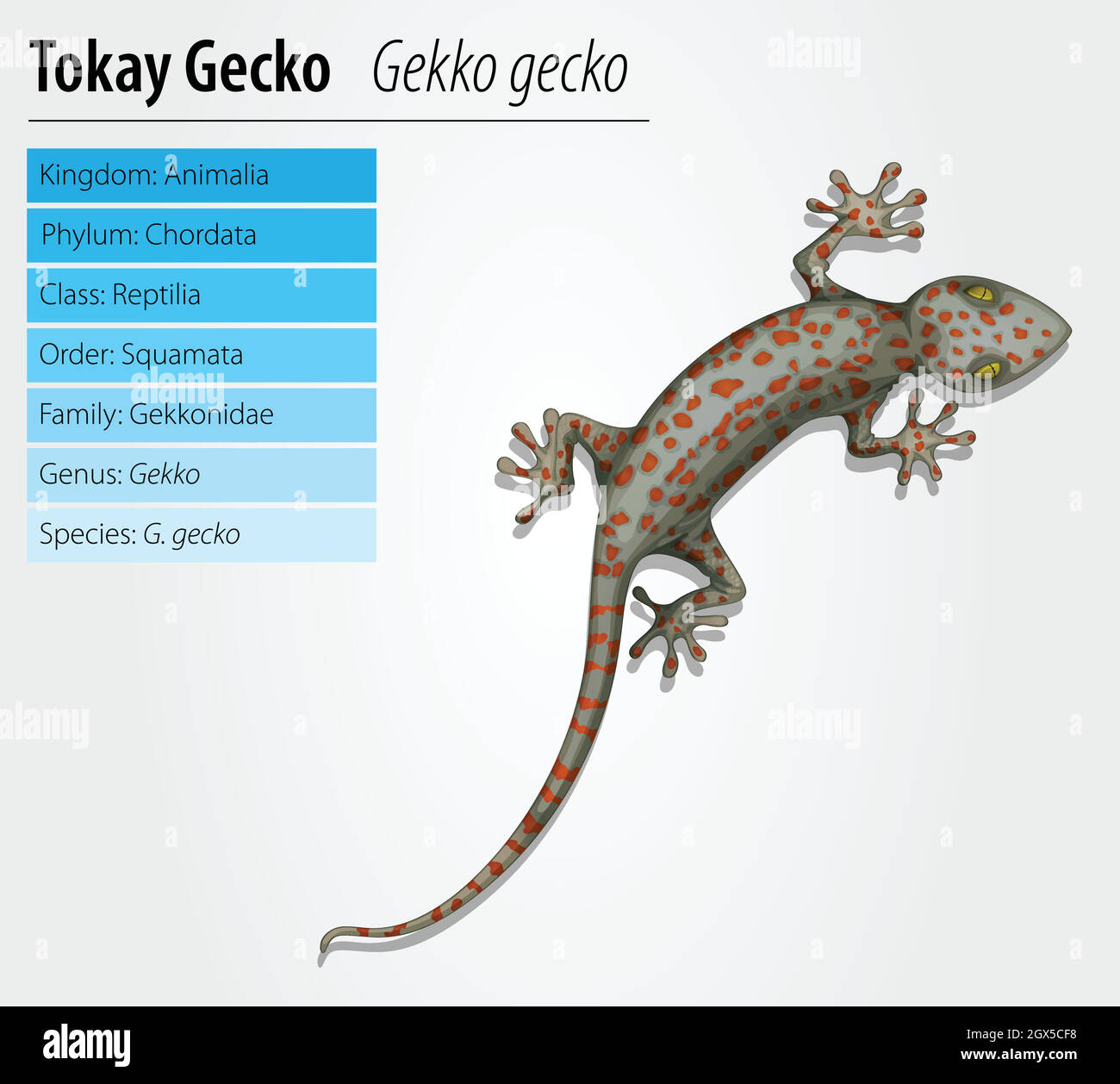Asian gecko Stock Vector Images - Alamy
