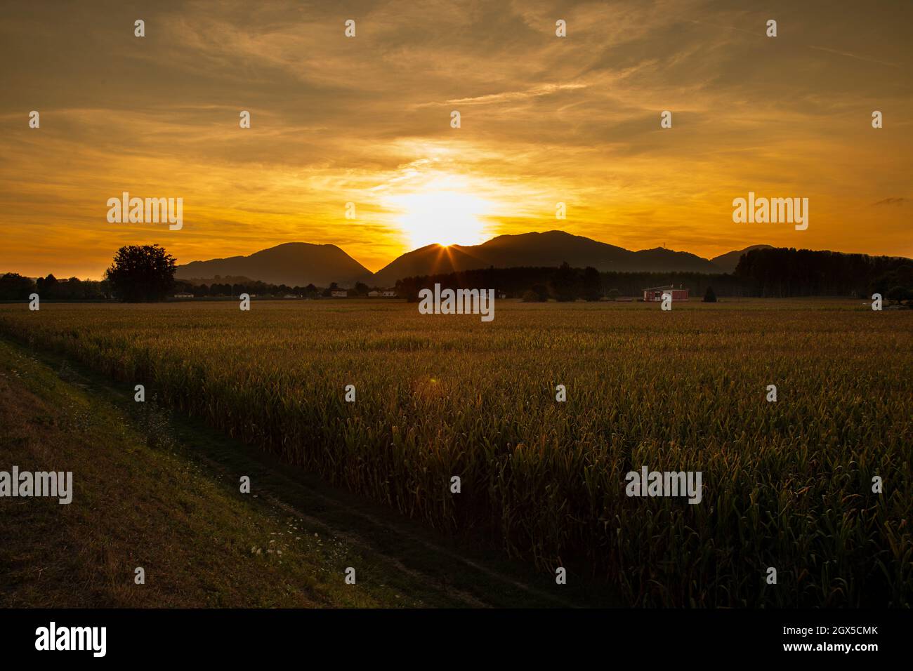 Corn fields at sunset hi-res stock photography and images - Alamy