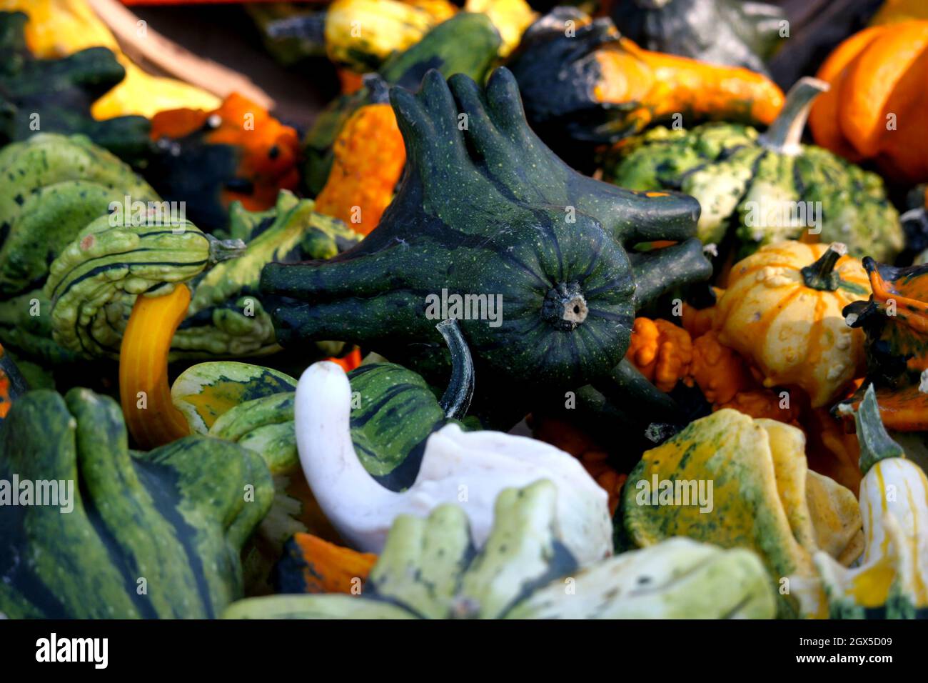 Background of wide variety of small gourds of different shapes and ...