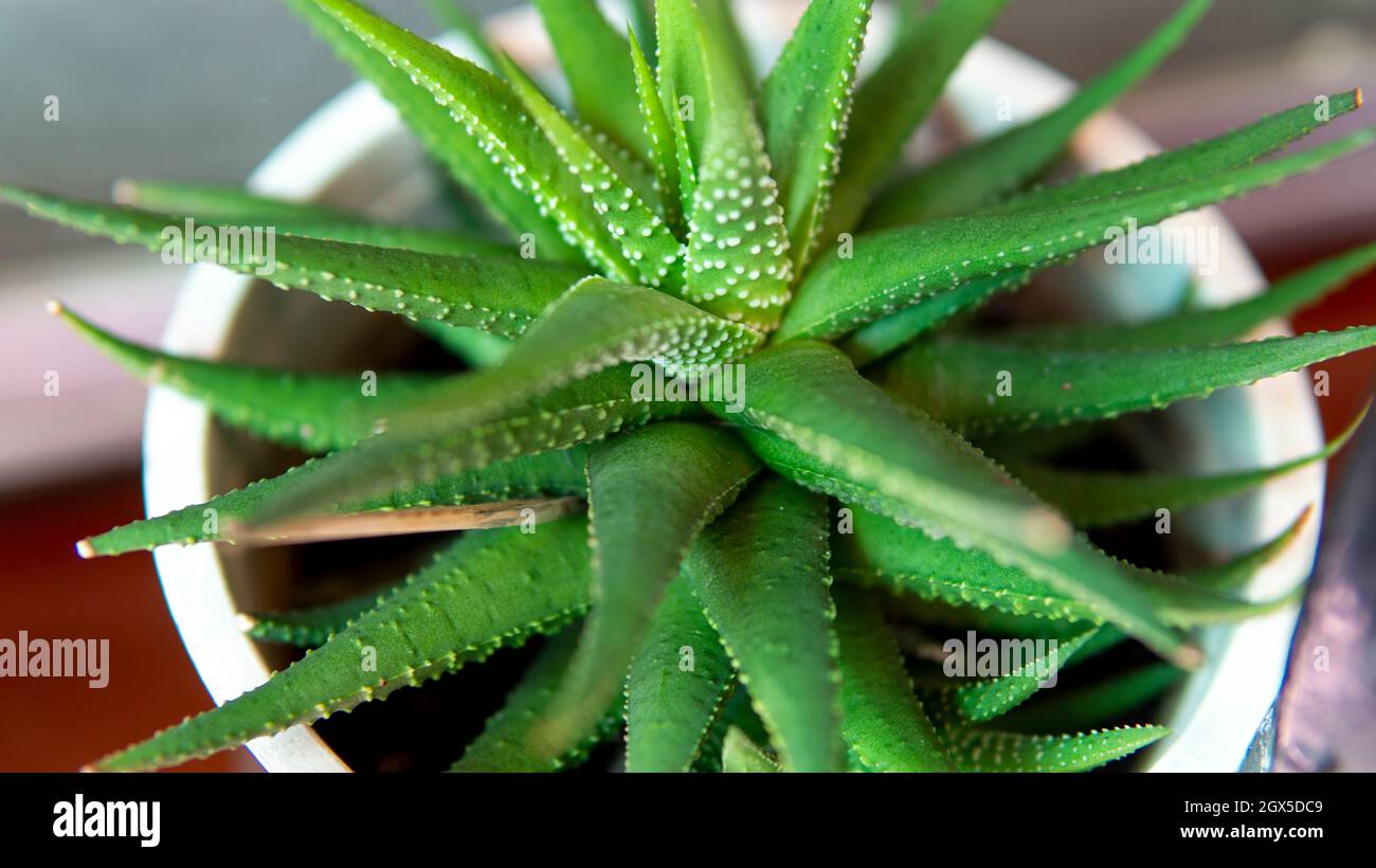 Aloe vera plant growing hi-res stock photography and images - Alamy