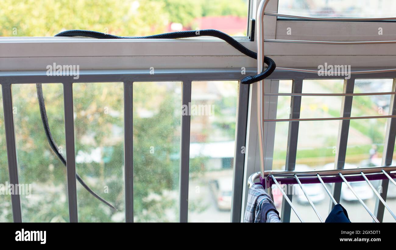 black venomous snake climbed into residential building through a window ...