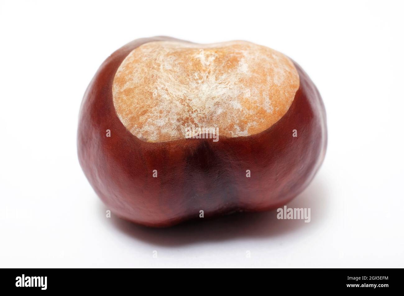 horse chestnut conker on white background Stock Photo - Alamy