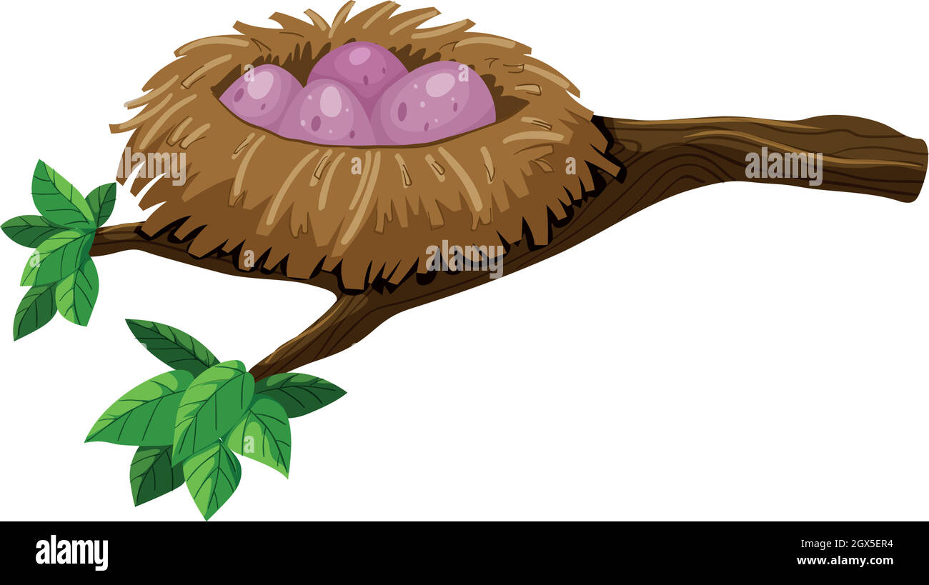 Four bird eggs in nest Stock Vector Images - Alamy