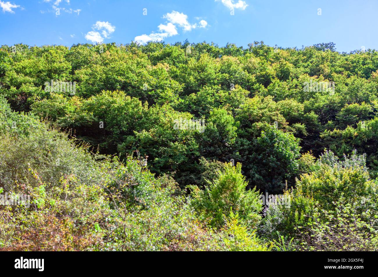 Trees with green treetops . Natural parkland in the summer Stock Photo ...