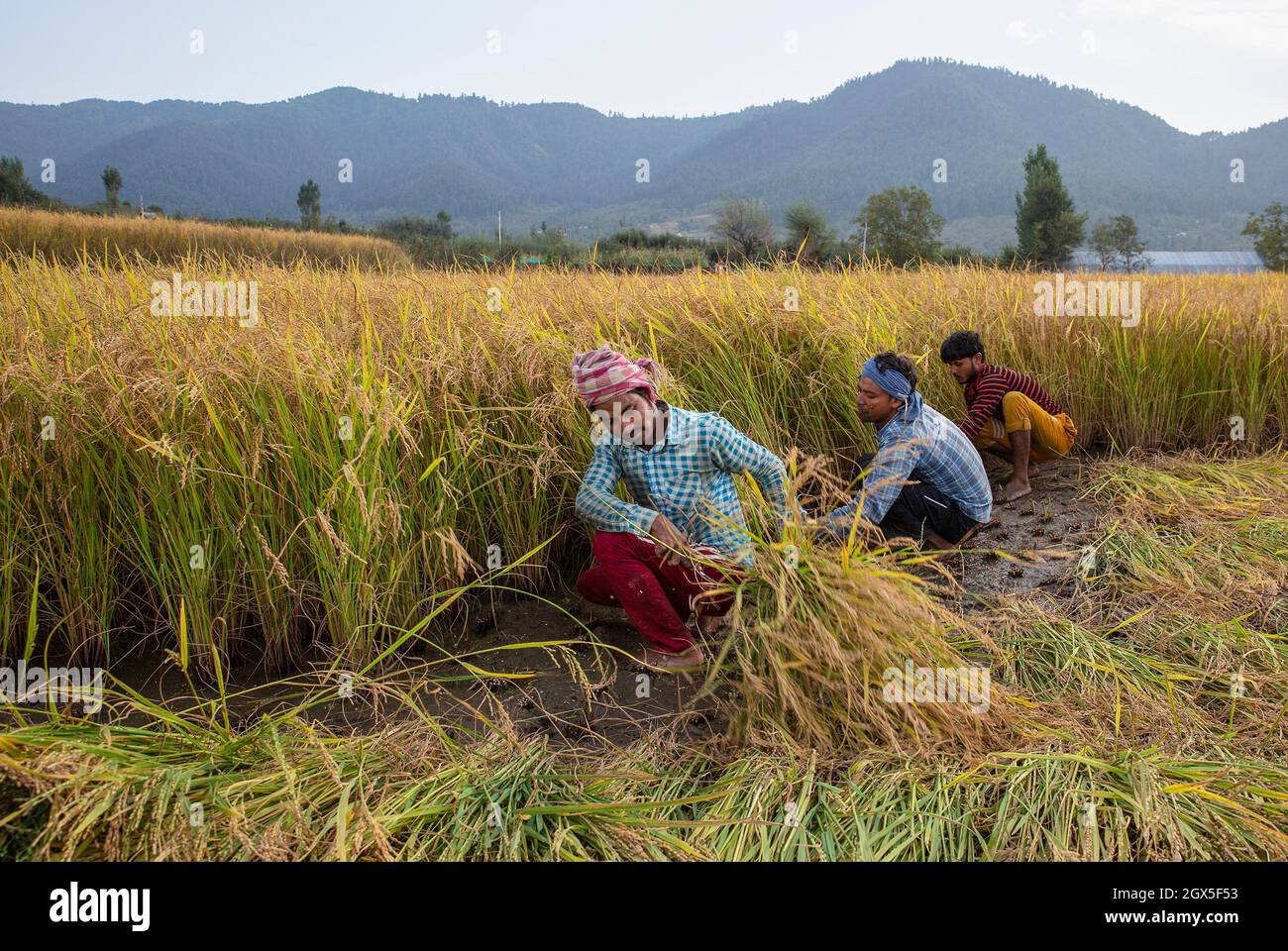 Srinagar, Indian-controlled Kashmir. 4th Oct, 2021. Workers reap paddy ...