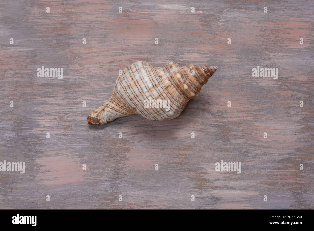 Wavy shell edges hi-res stock photography and images - Alamy