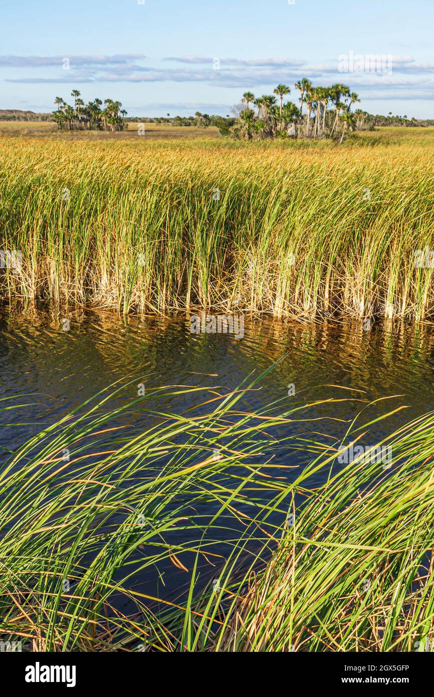Florida The Everglades,Big Cypress National Preserve,freshwater marl ...