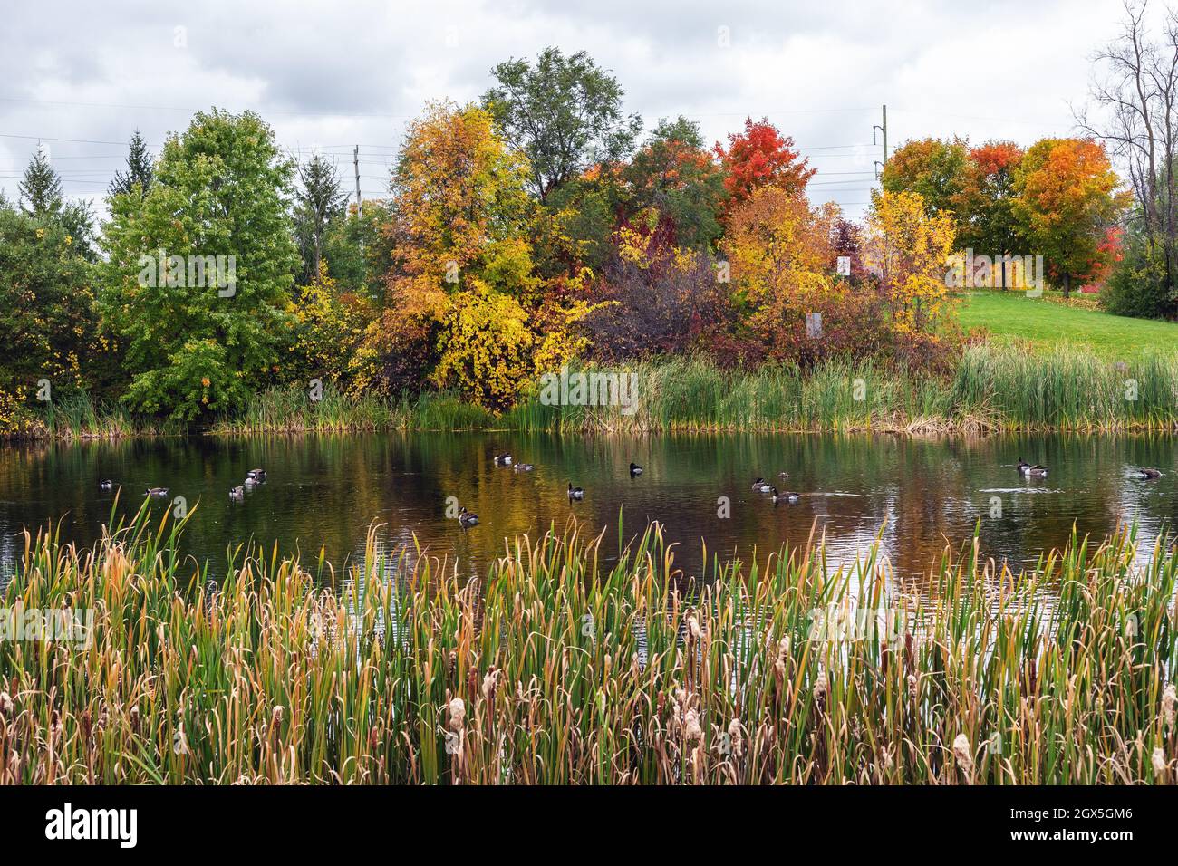 Autumn in public park with little pond and ducks, trees with colored ...