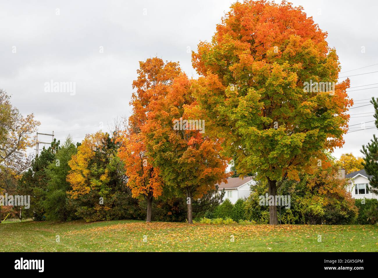 Autumn scenery in local public park. Maple trees with fallen colored ...