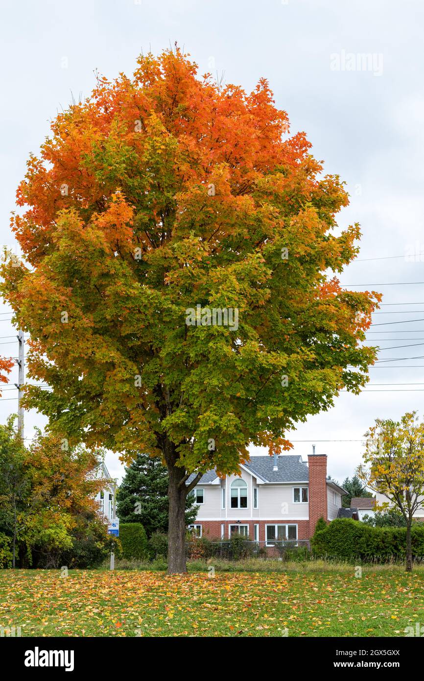 Large maple tree hi-res stock photography and images - Alamy