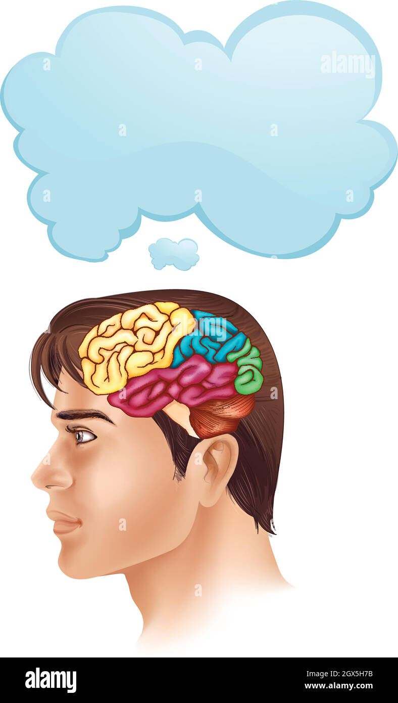 Diagram brain hi-res stock photography and images - Alamy