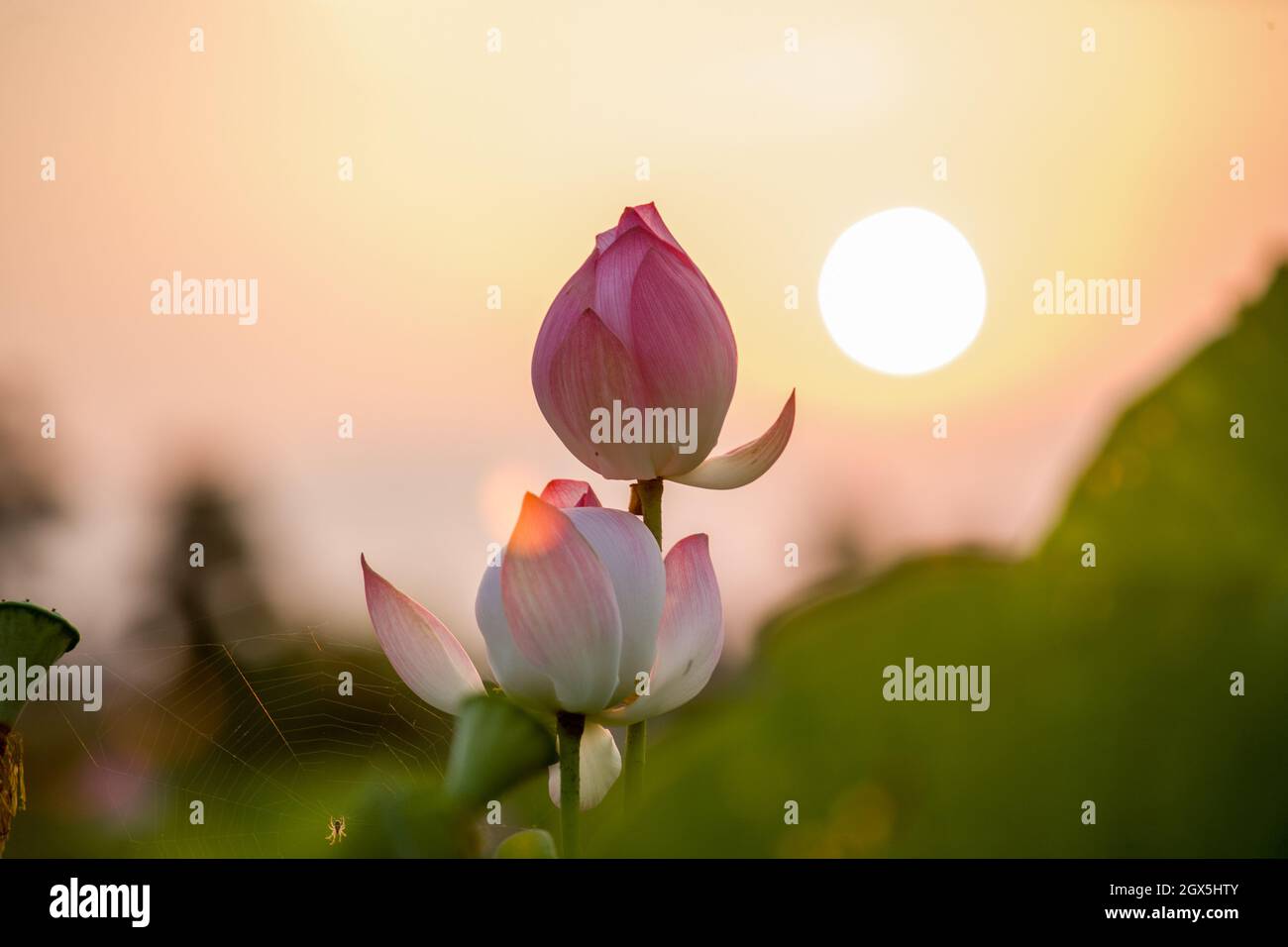 lotus flower natural beauty Stock Photo - Alamy