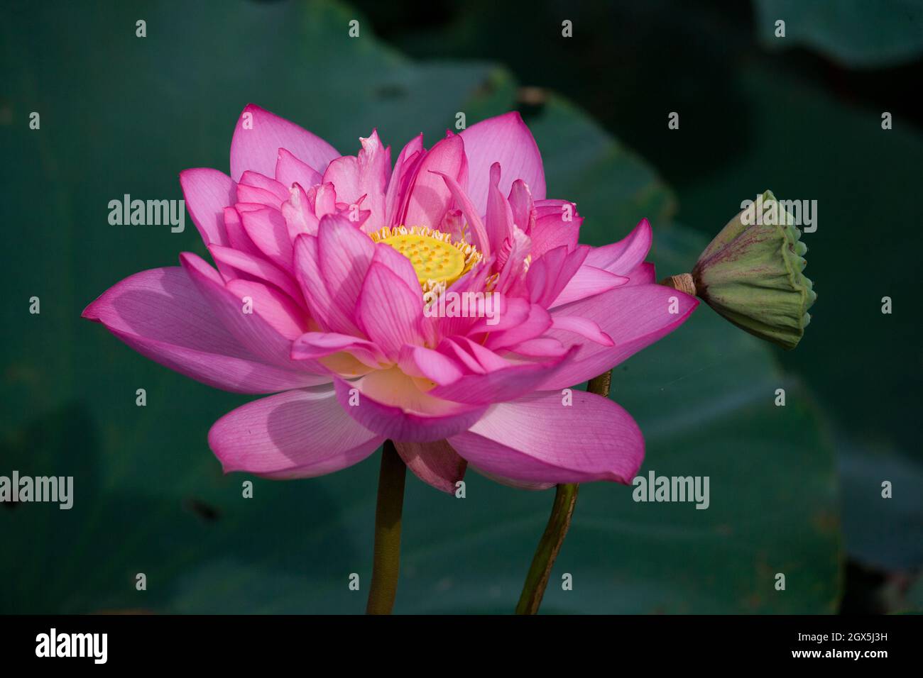lotus flower natural beauty Stock Photo - Alamy