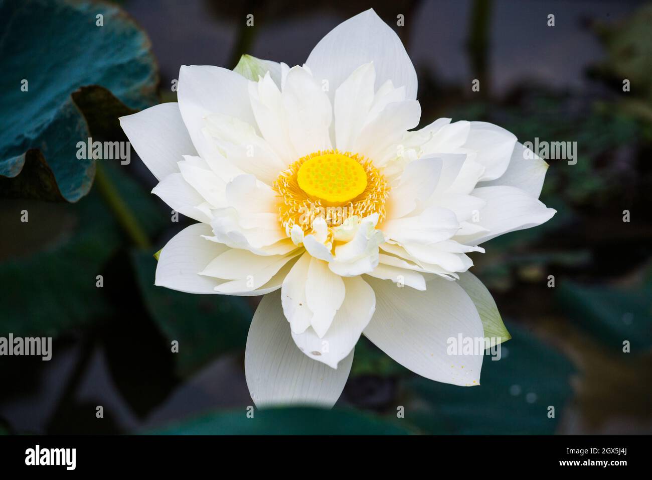 lotus flower natural beauty Stock Photo - Alamy