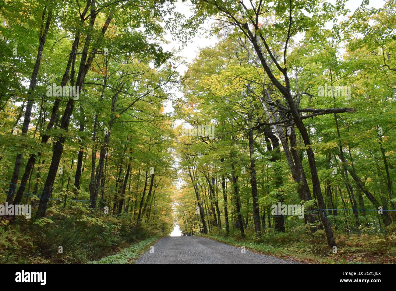 Arbre maple hi-res stock photography and images - Alamy