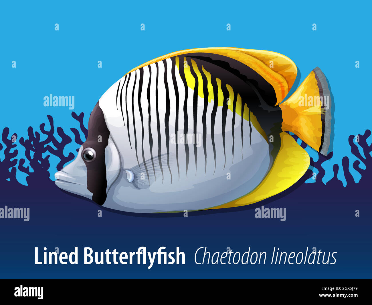 Butterflyfish in sea Stock Vector Images - Alamy
