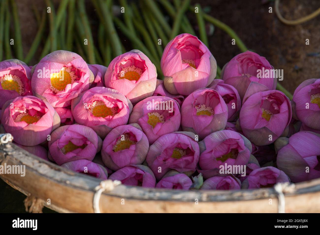 lotus flower natural beauty Stock Photo - Alamy