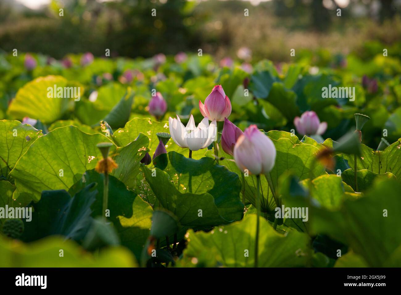 lotus flower natural beauty Stock Photo - Alamy