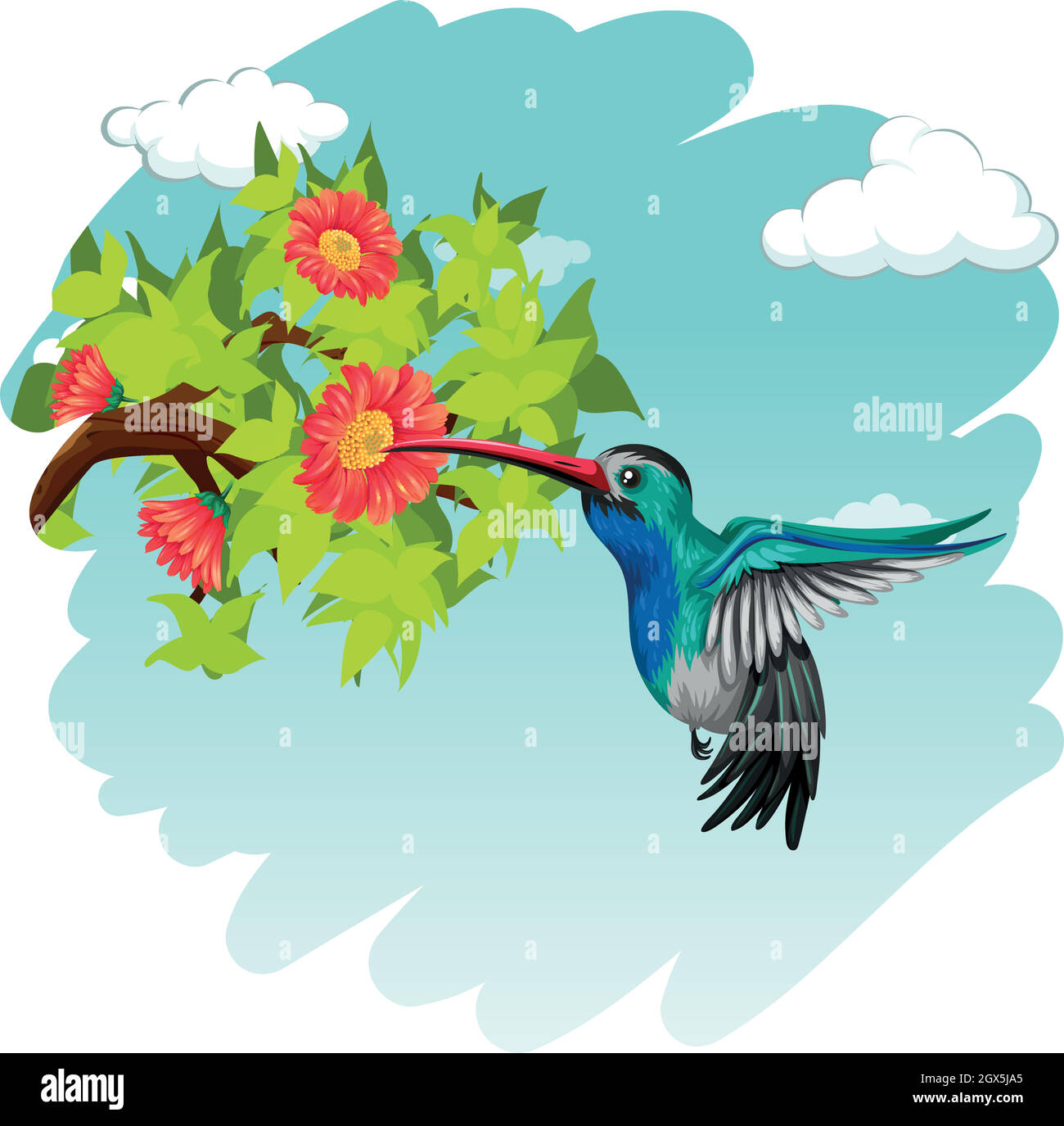 Hummingbird drawing hi-res stock photography and images - Alamy