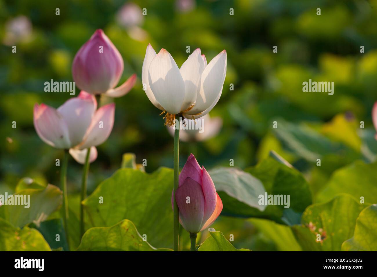 lotus flower natural beauty Stock Photo - Alamy