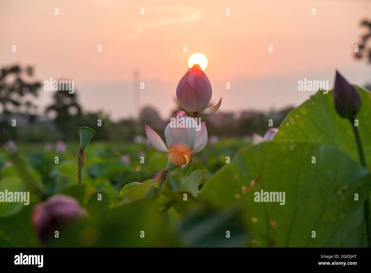 lotus flower natural beauty Stock Photo - Alamy