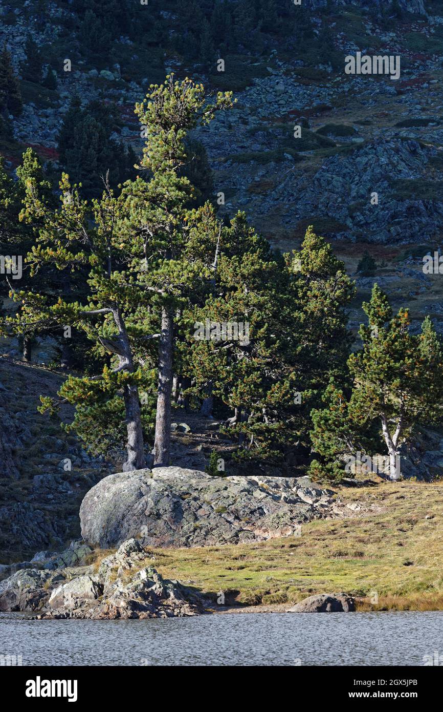 Forest on the Lac Achard rocky banks in Chamrousse at the end of a ...