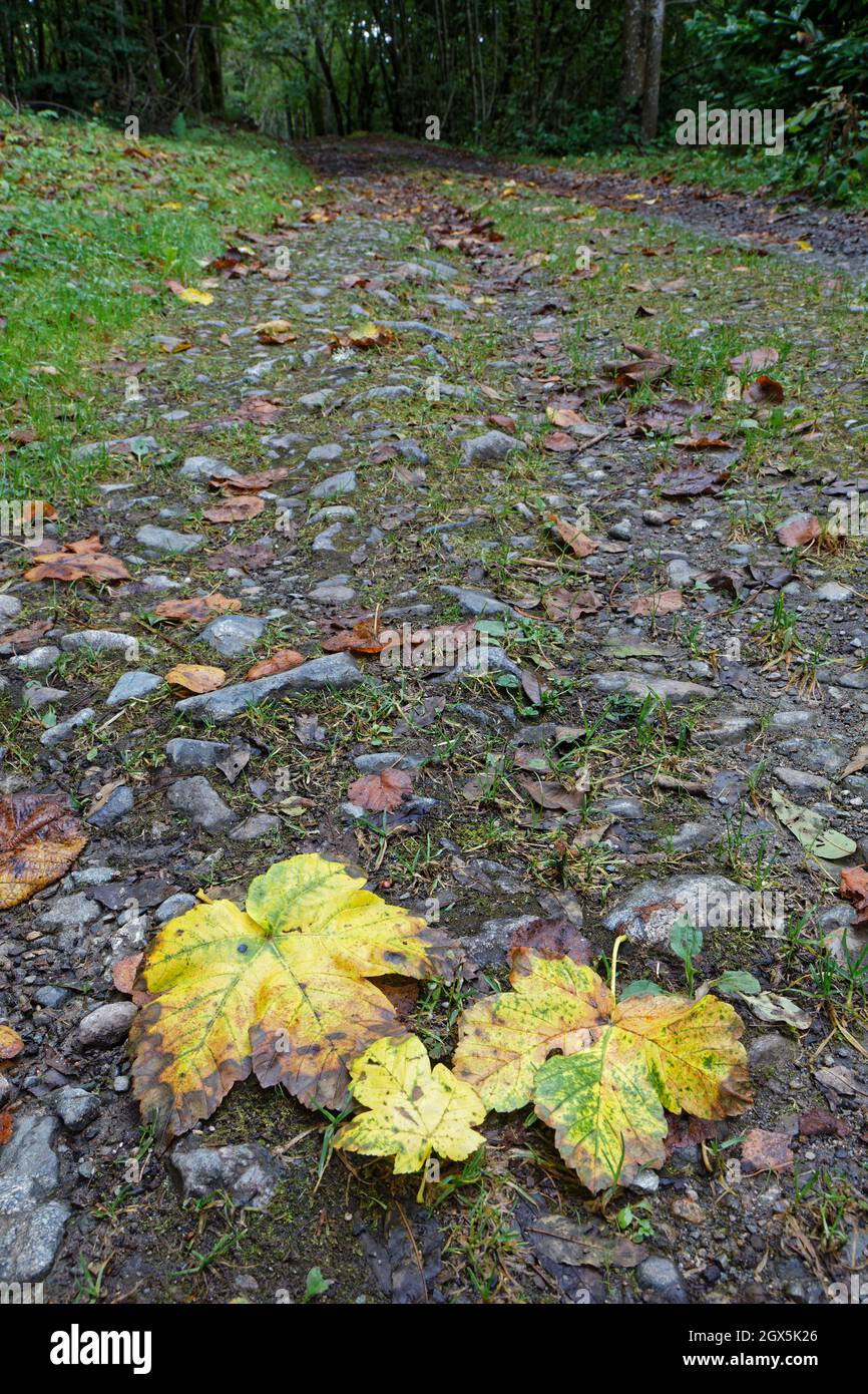 Autumn leaves on a small forest path Stock Photo - Alamy