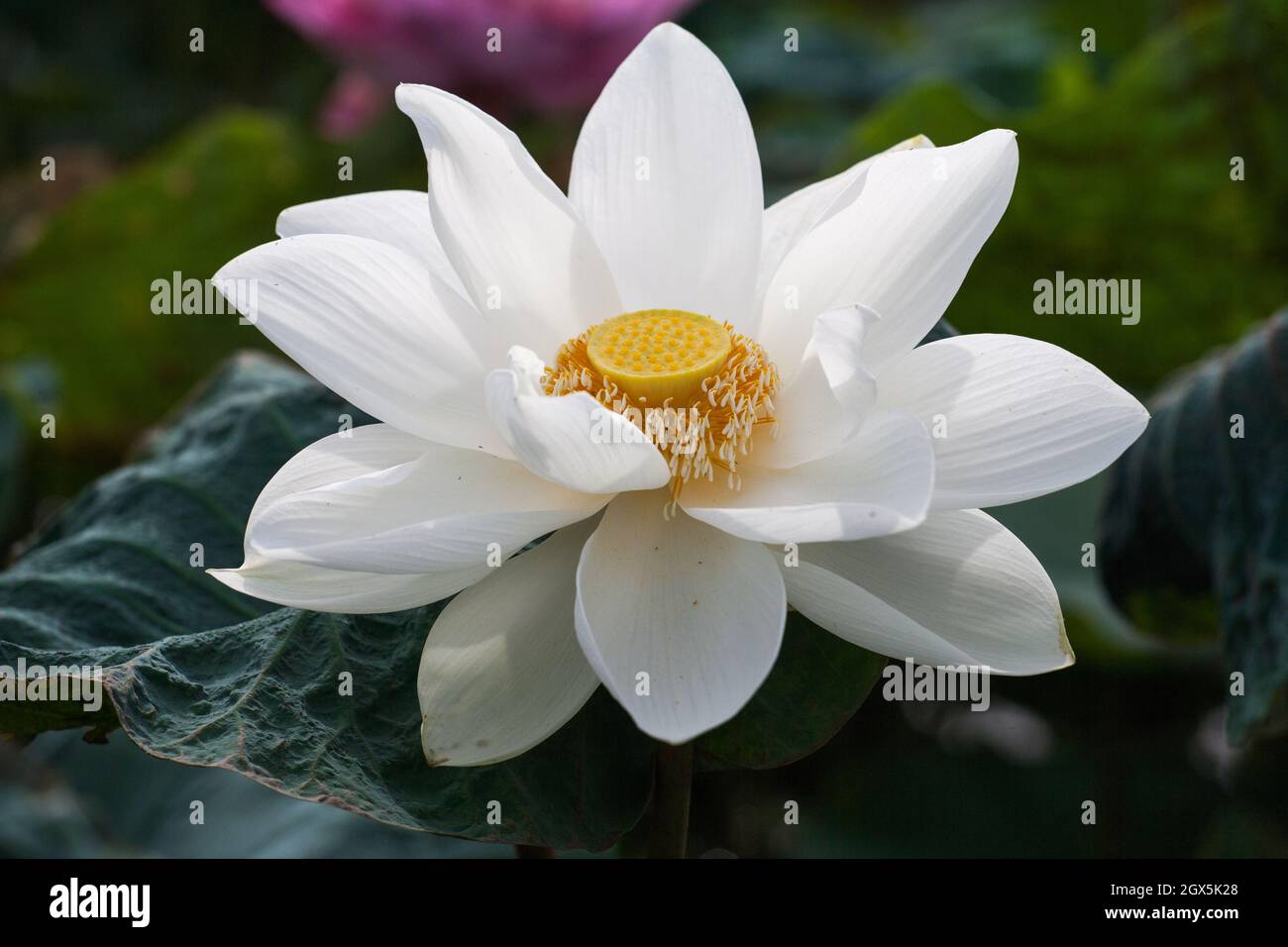 lotus flower natural beauty Stock Photo - Alamy