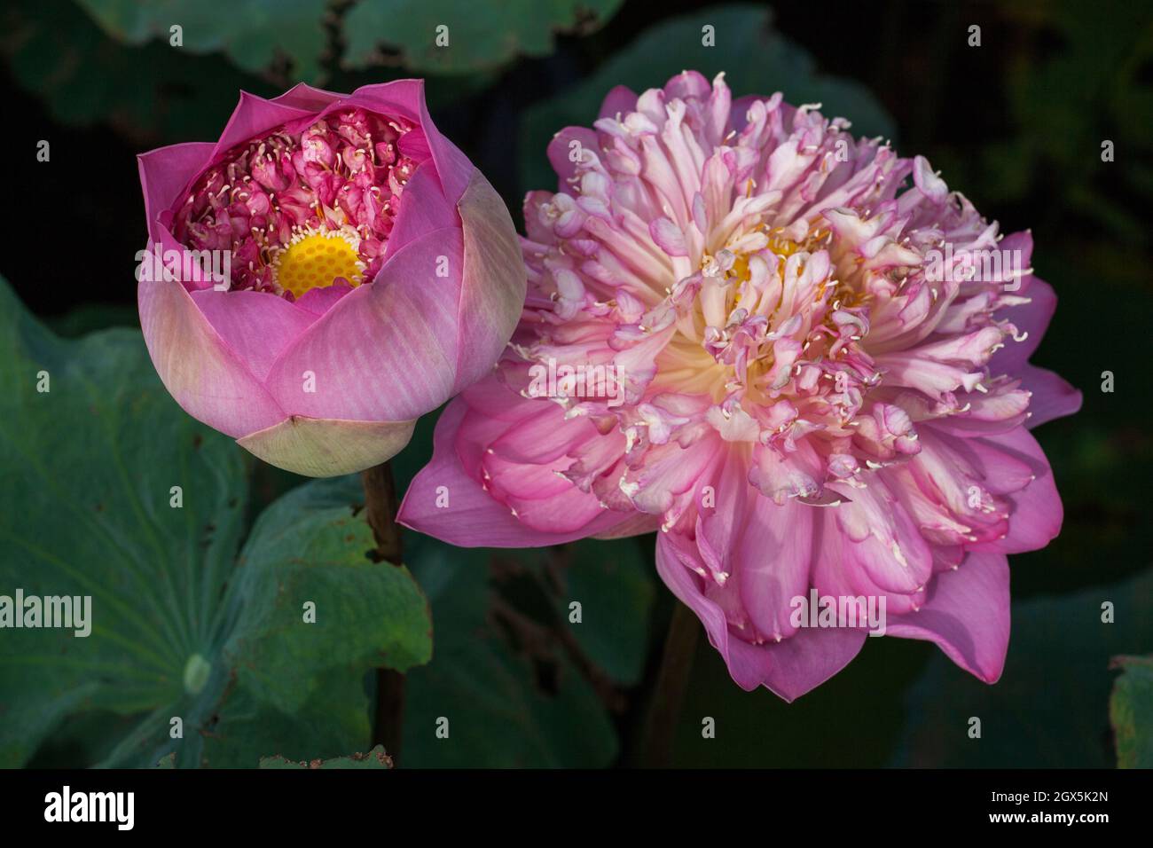 lotus flower natural beauty Stock Photo - Alamy
