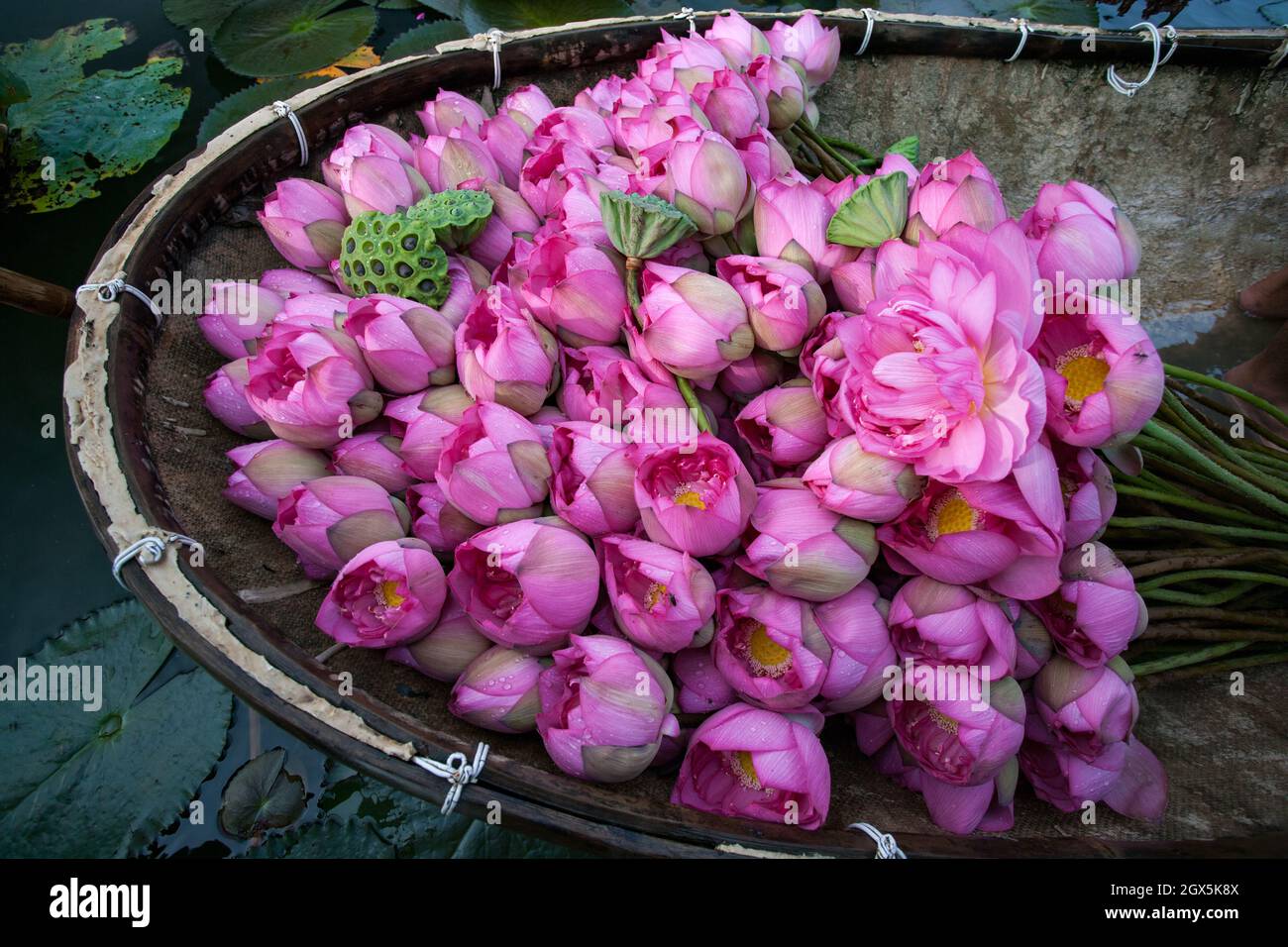 lotus flower natural beauty Stock Photo - Alamy