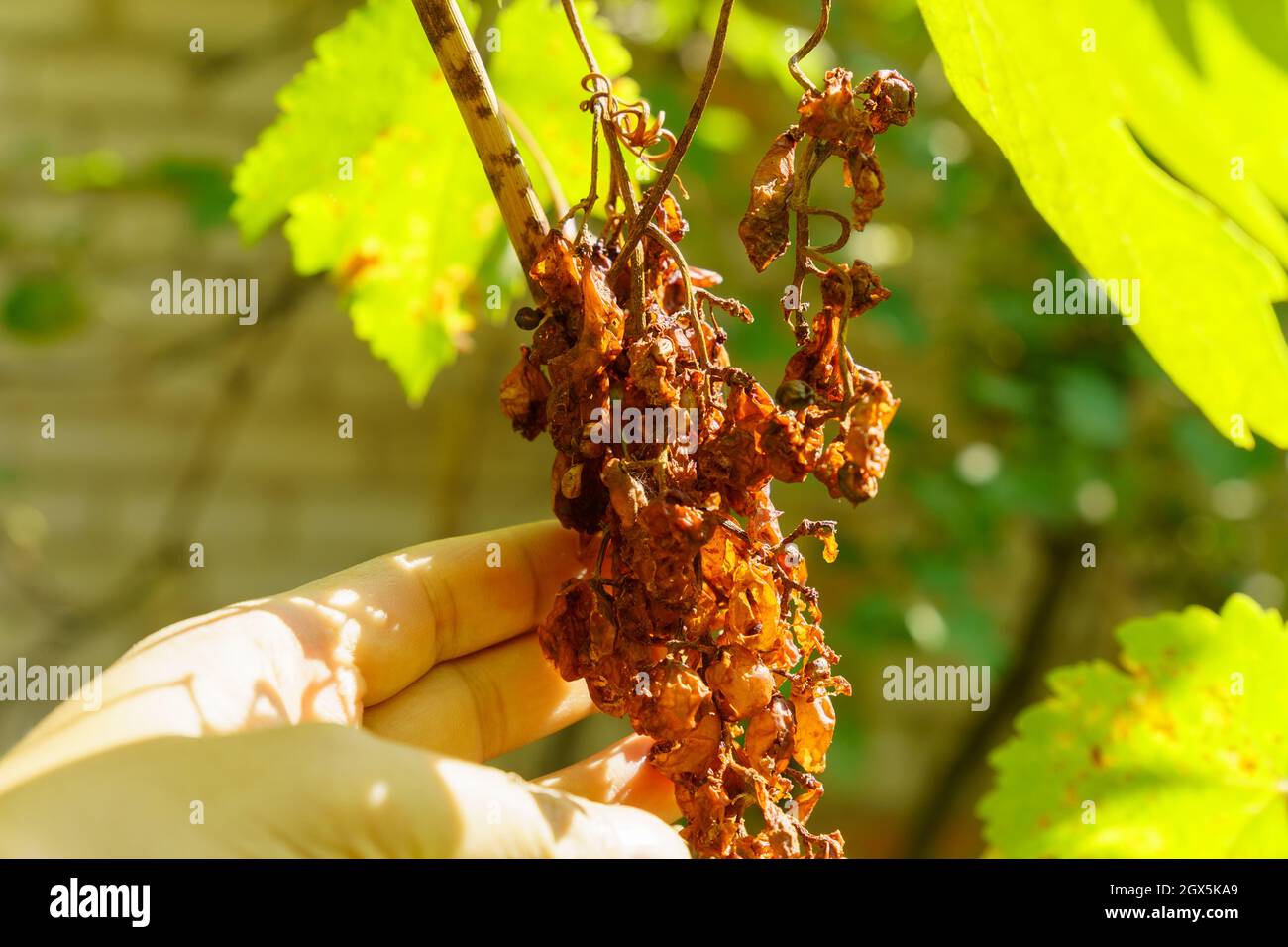 Decaying Grape and Vine Leaves. Poor harvest, drought Stock Photo - Alamy