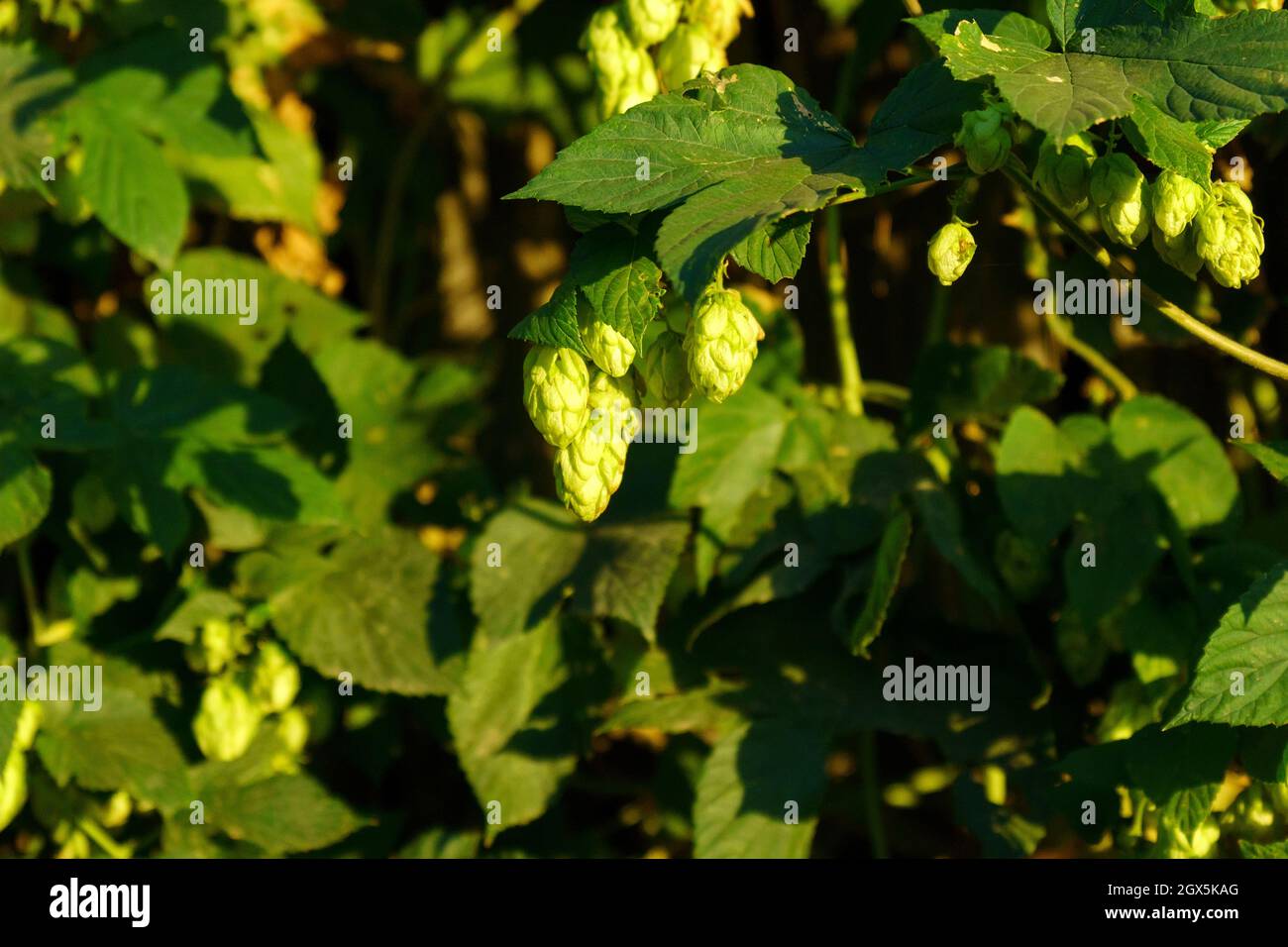 Fresh hop cones for making beer and bread close-up, agricultural ...