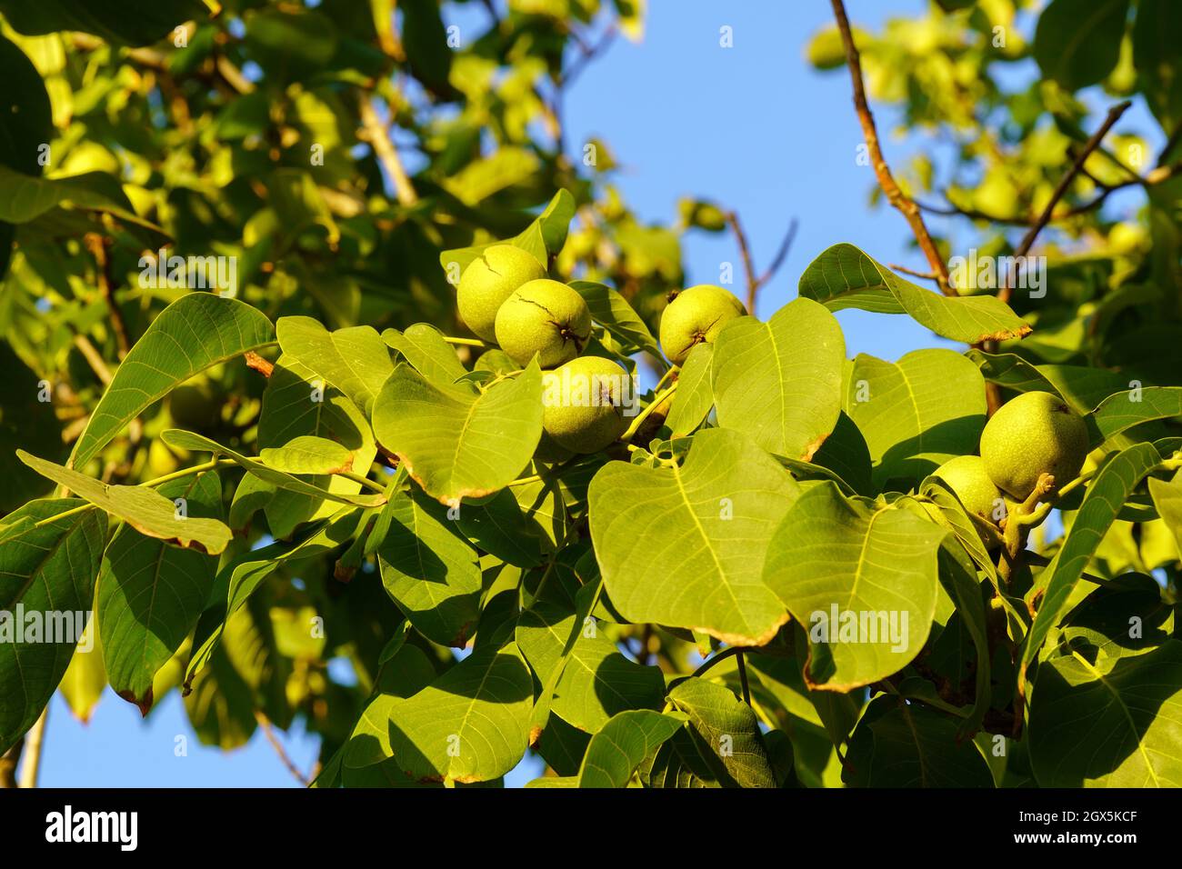 Walnut is the nut of any tree of the genus Juglans Family Juglandaceae ...