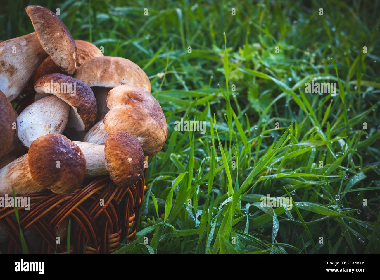 Cep mushrooms in basket and wet grass Pick up boletus cep mushroom in ...