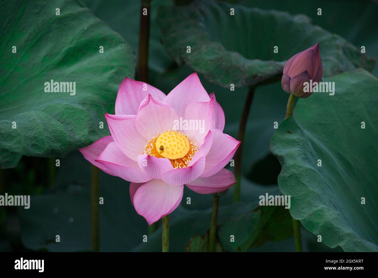 lotus flower natural beauty Stock Photo - Alamy