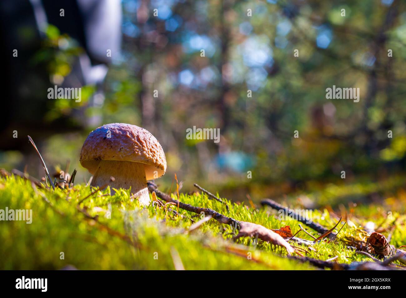 Small cep mushroom and sunny forest. Royal cep mushrooms food. Boletus ...