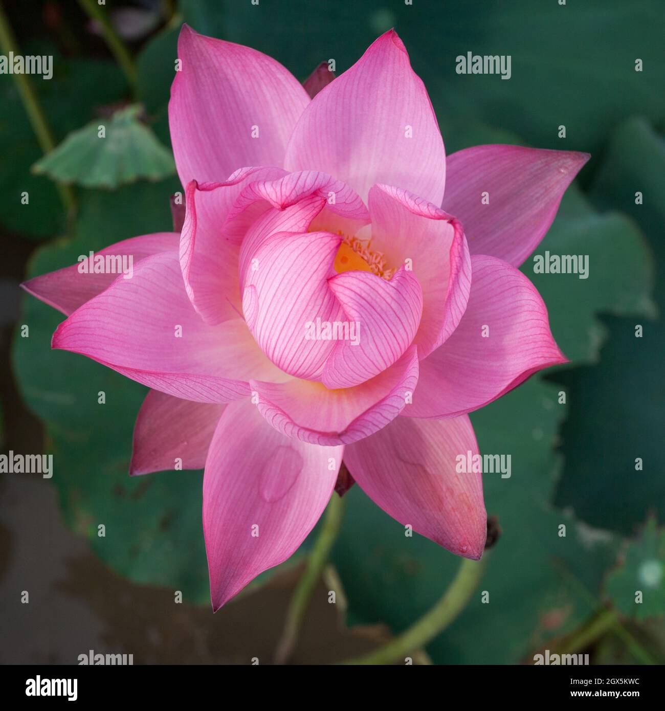 lotus flower natural beauty Stock Photo - Alamy