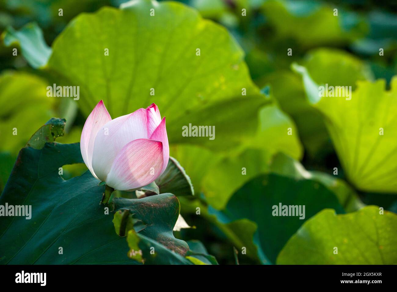 lotus flower natural beauty Stock Photo - Alamy