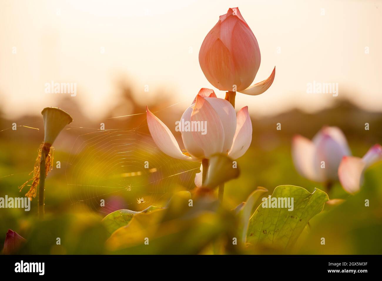 lotus flower natural beauty Stock Photo - Alamy