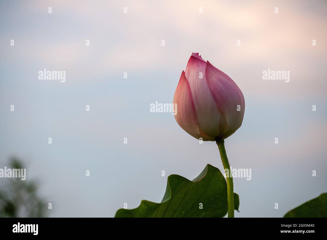 lotus flower natural beauty Stock Photo - Alamy
