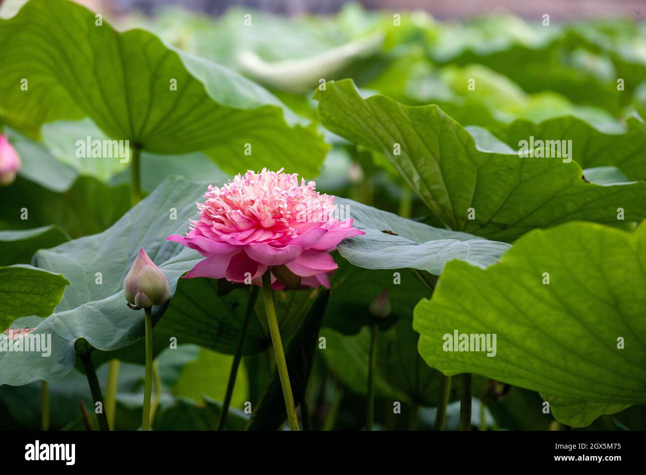 lotus flower natural beauty Stock Photo - Alamy