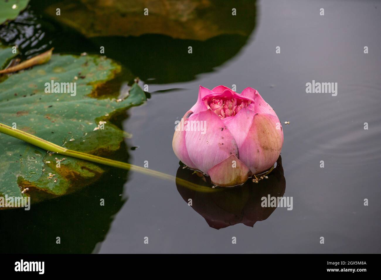 lotus flower natural beauty Stock Photo - Alamy