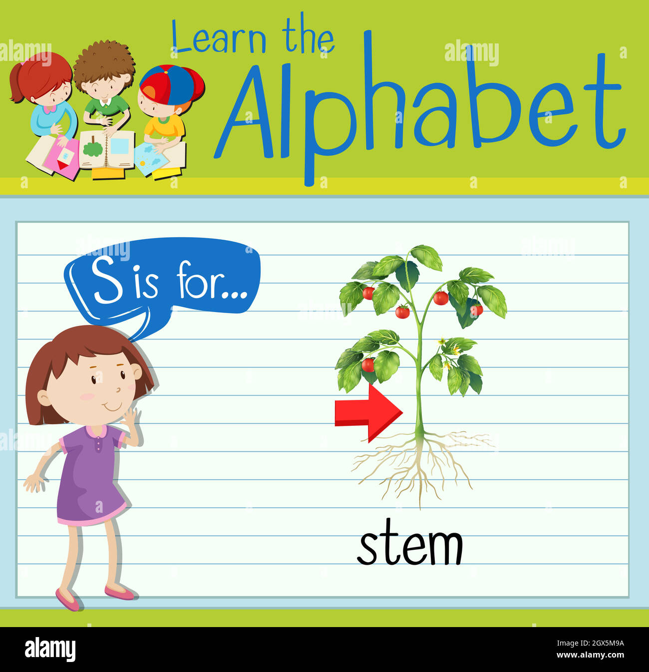 Flashcard letter S is for stem Stock Vector Image & Art - Alamy