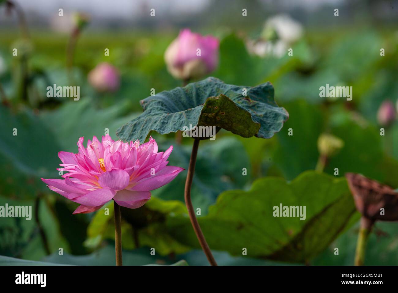 lotus flower natural beauty Stock Photo - Alamy