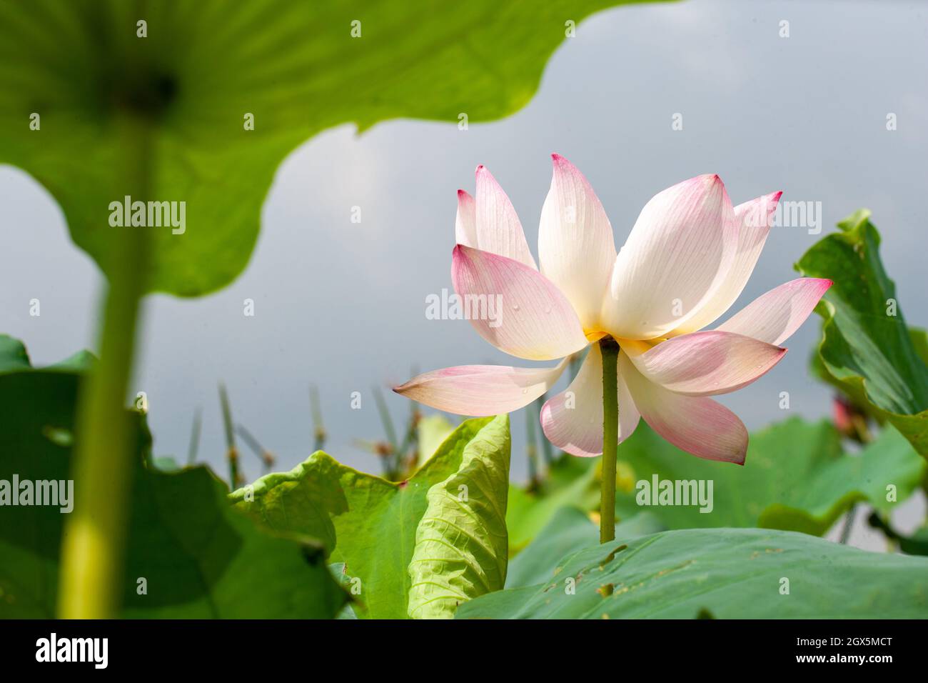 lotus flower natural beauty Stock Photo - Alamy