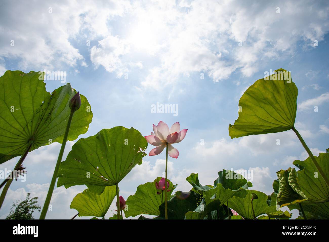 lotus flower natural beauty Stock Photo - Alamy