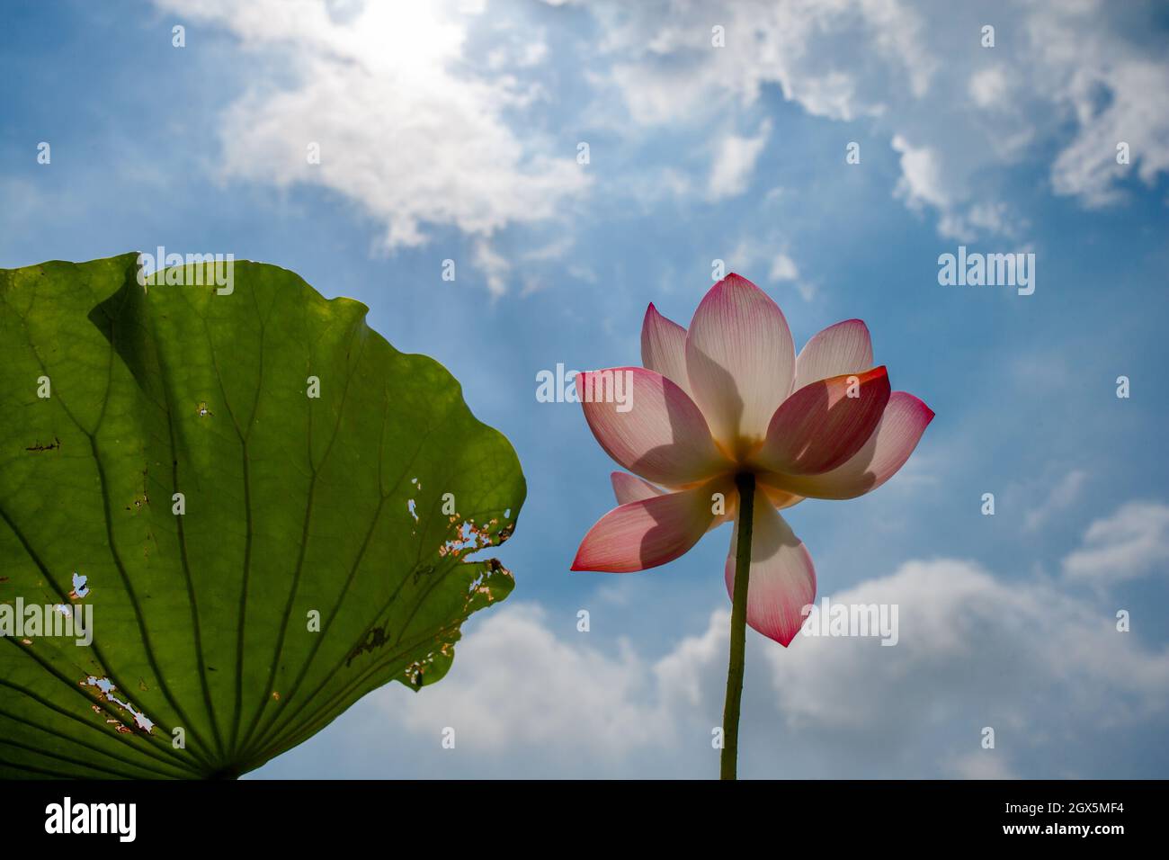 lotus flower natural beauty Stock Photo - Alamy