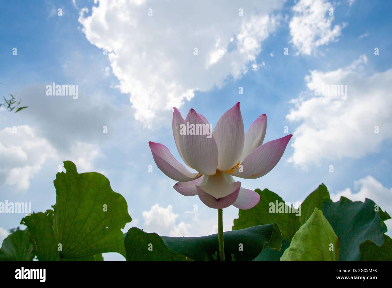 lotus flower natural beauty Stock Photo - Alamy