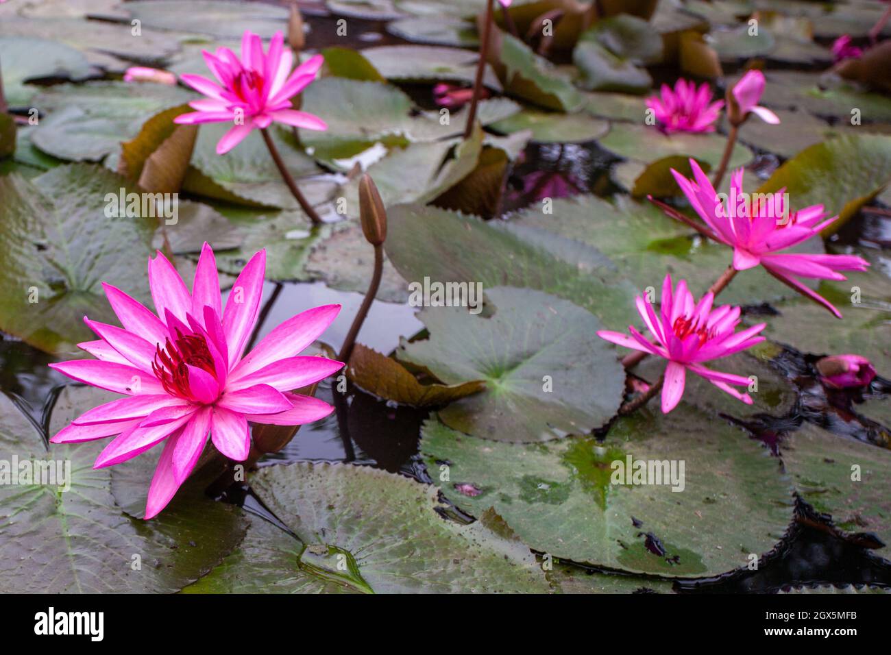 lotus flower natural beauty Stock Photo - Alamy